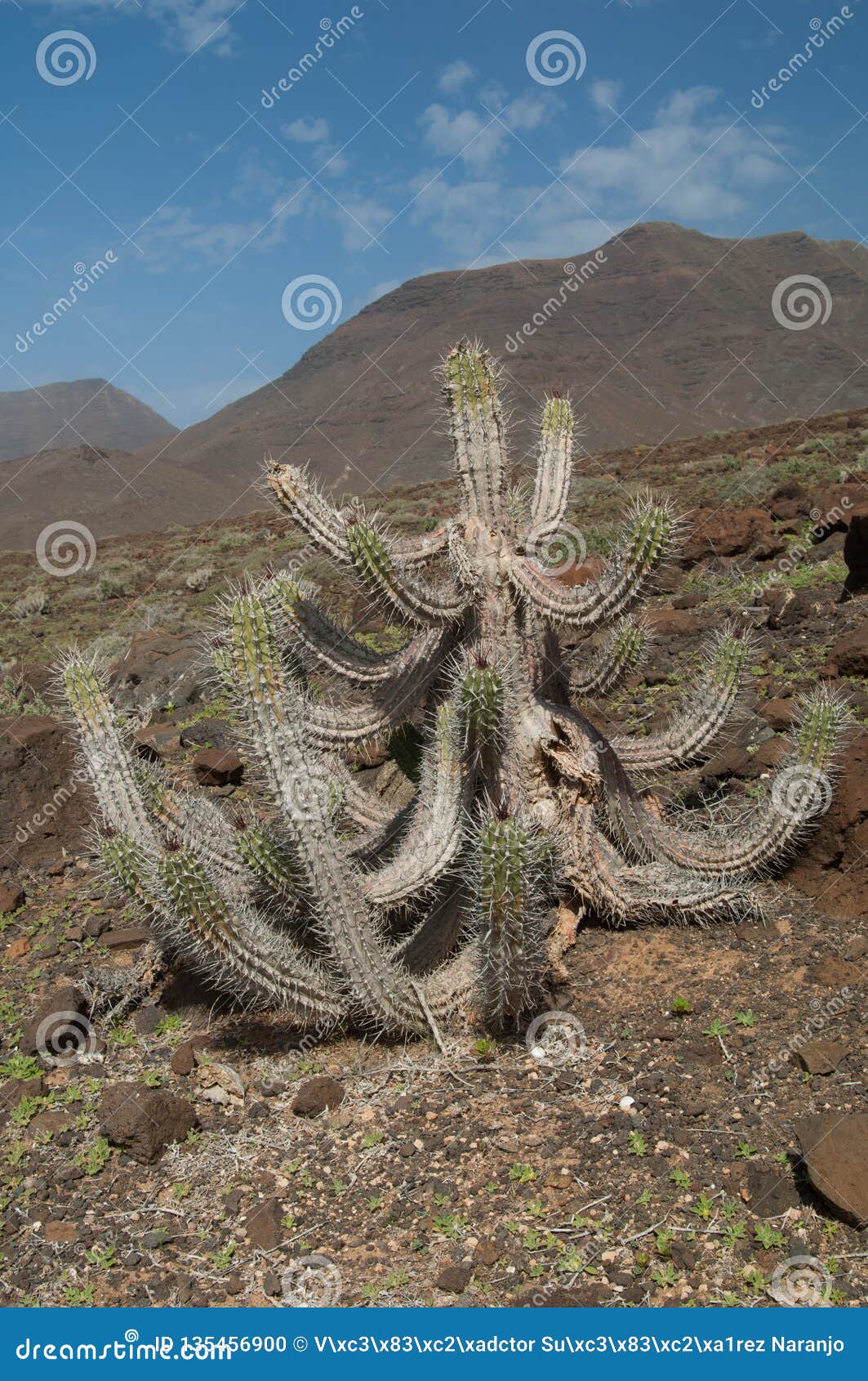 Cardon de Jandia photo stock. Image du flore, île, extérieur - 135456900