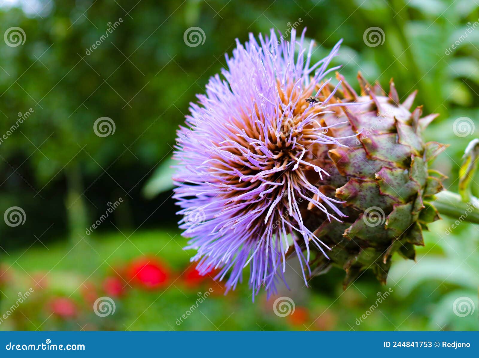 Cardoon Flower Stock Photo | CartoonDealer.com #47630100