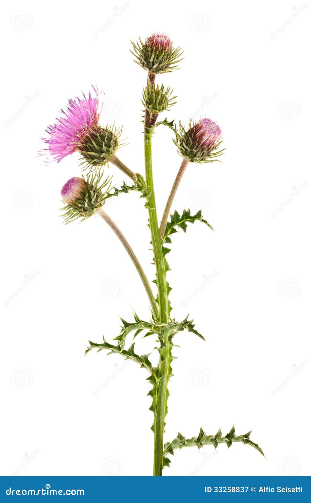 Cardos imagen de archivo. Imagen de cardo, brote, flora - 33258837