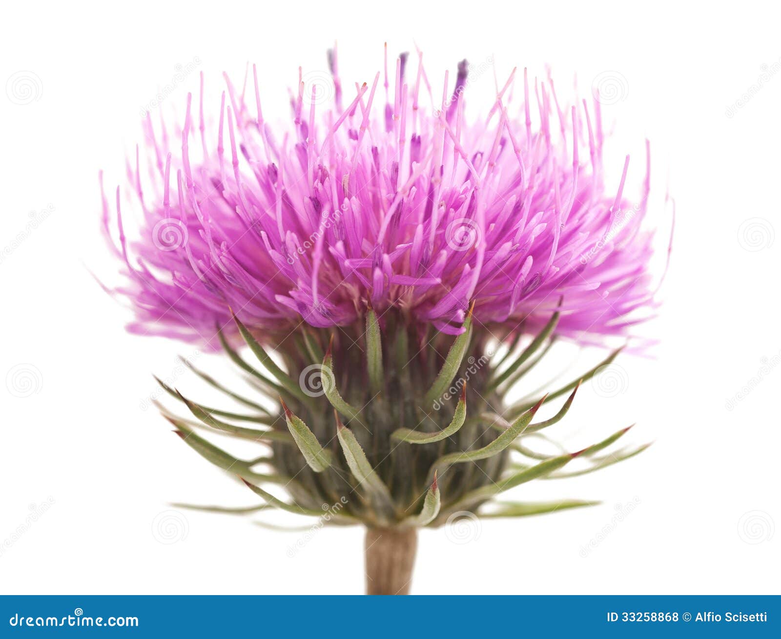 Cardos foto de archivo. Imagen de cerda, mariano, maleza - 33258868