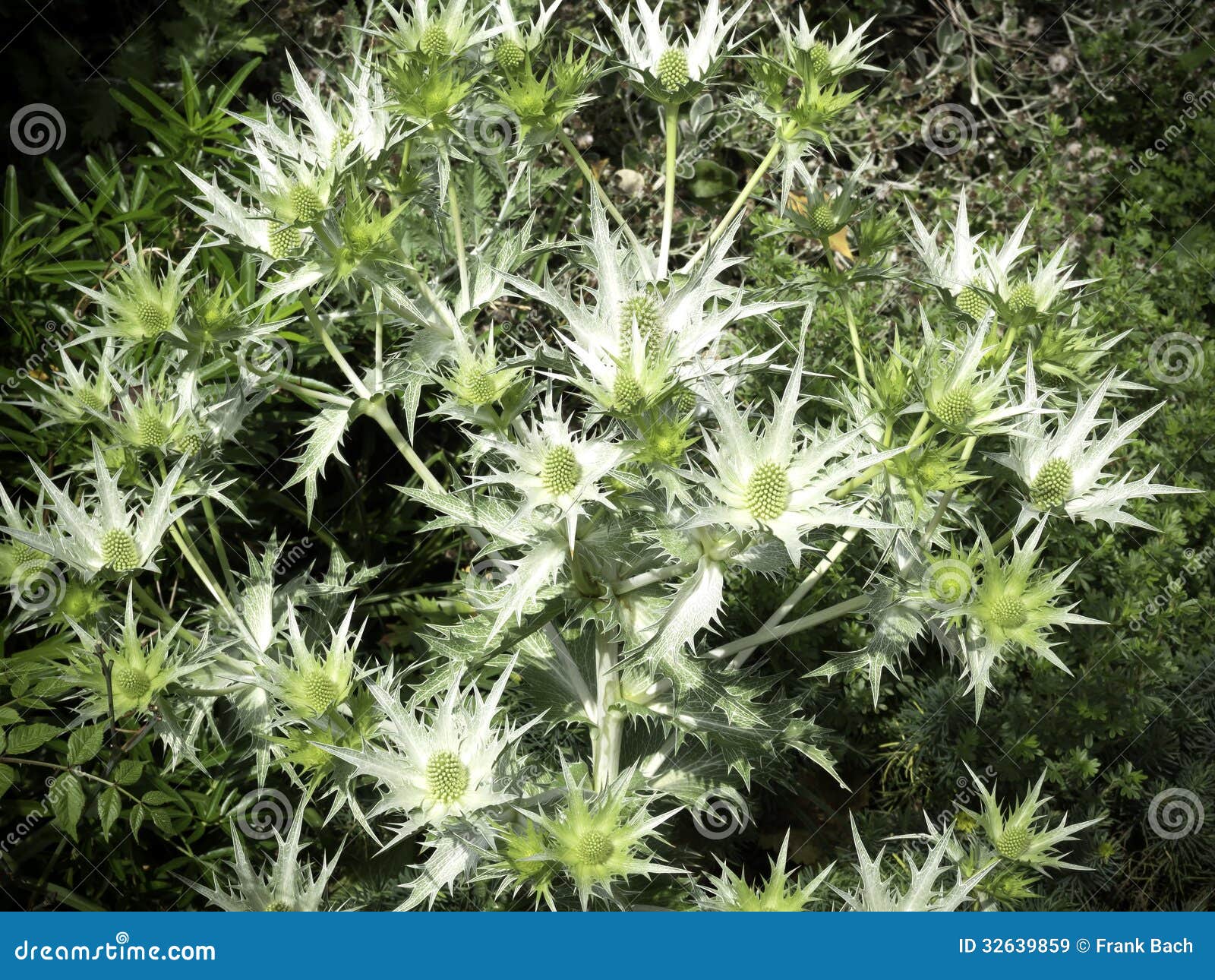 Cardos Florecientes Con Las Flores Blancas Imagen de archivo - Imagen ...