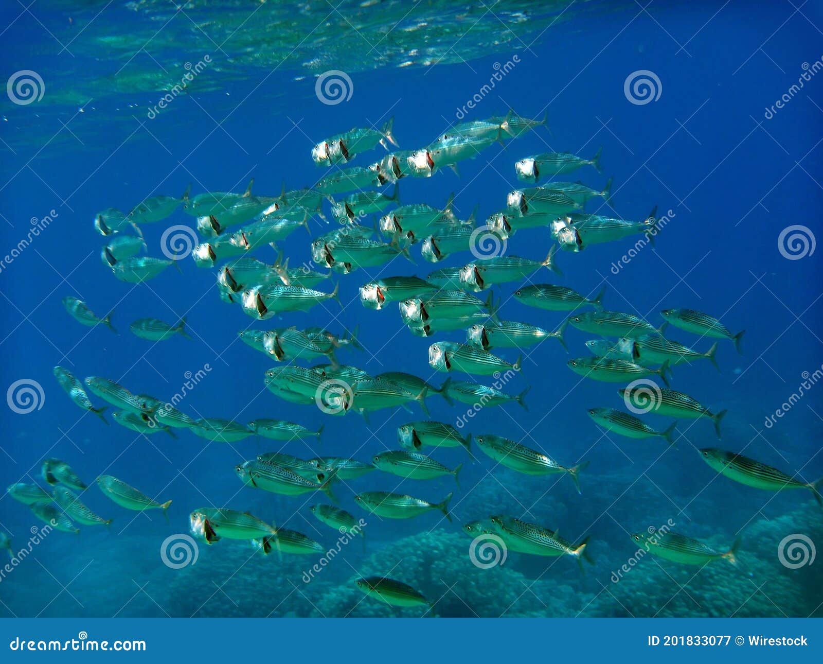Cardumen De Peces En El Mar Rojo Imagen de archivo - Imagen de fauna ...