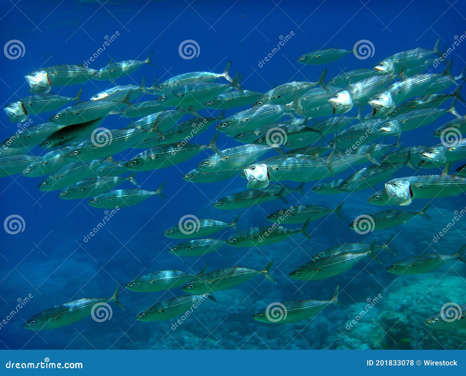 Cardumen De Peces En El Mar Rojo Foto de archivo - Imagen de ...