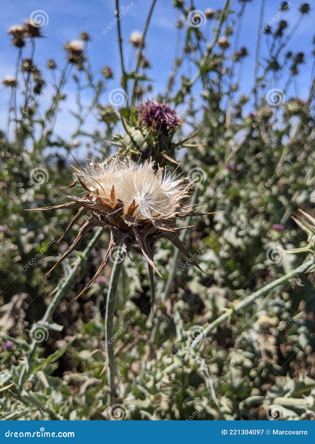 Cardus Marianus Flower stock image. Image of blessed - 221304097