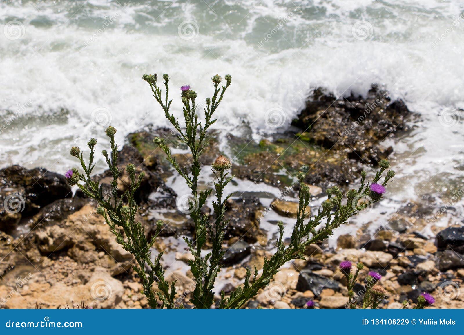 Carduus En La Orilla De Mar Imagen de archivo - Imagen de marejada ...