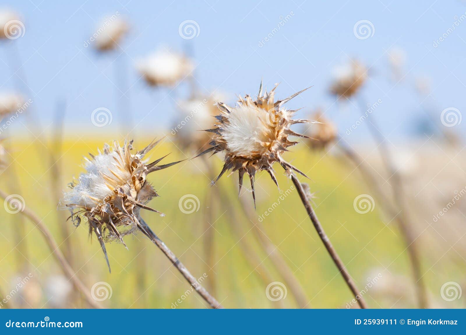 Carduus Marianus stock image. Image of carduus, dried - 25939111