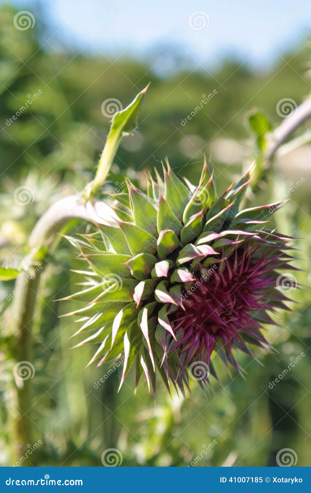 Carduus nutans stock image. Image of thoermeri, weinm - 41007185