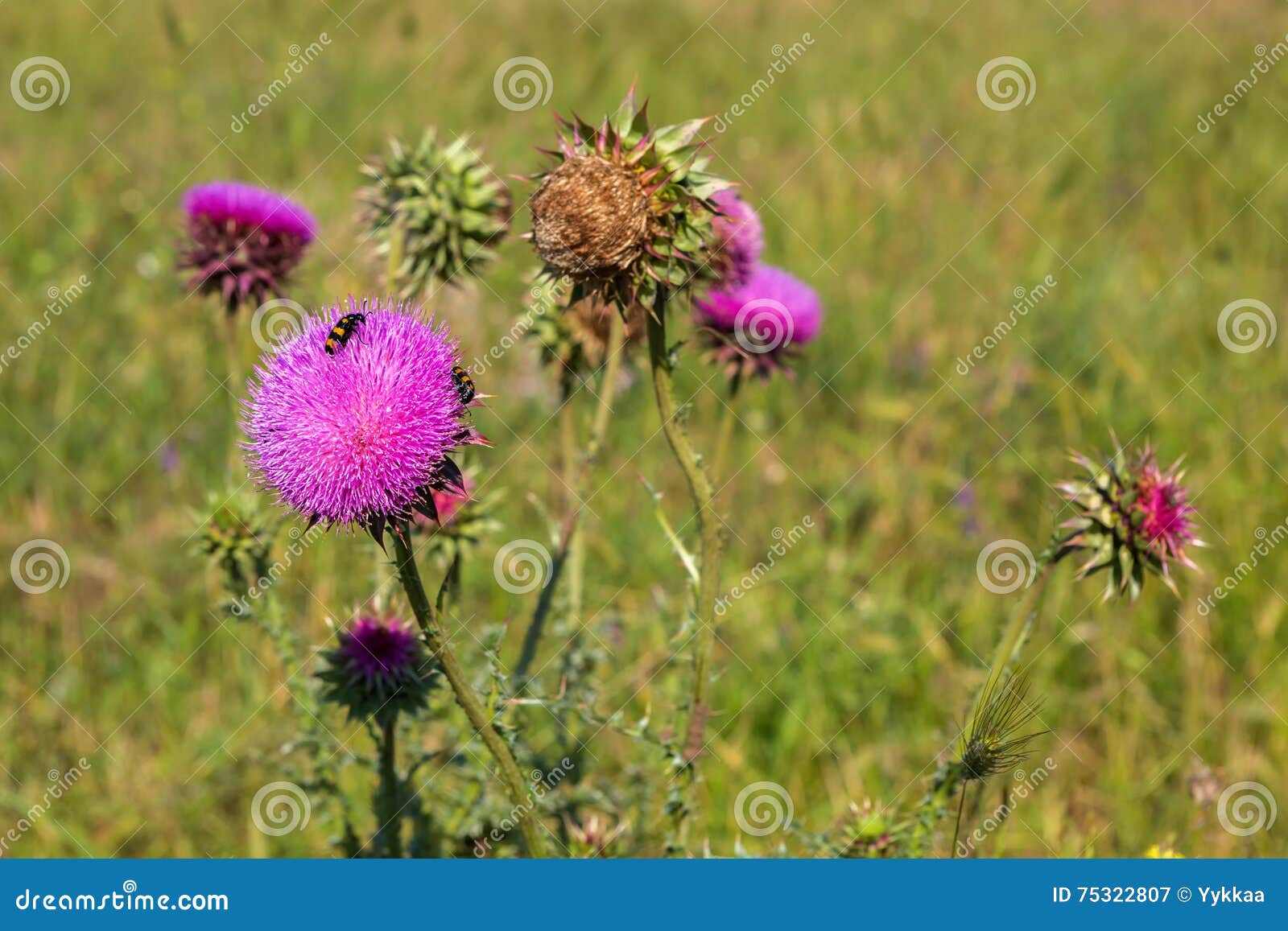 Carduus oder Weg-Disteln stockbild. Bild von frisch, krim - 75322807