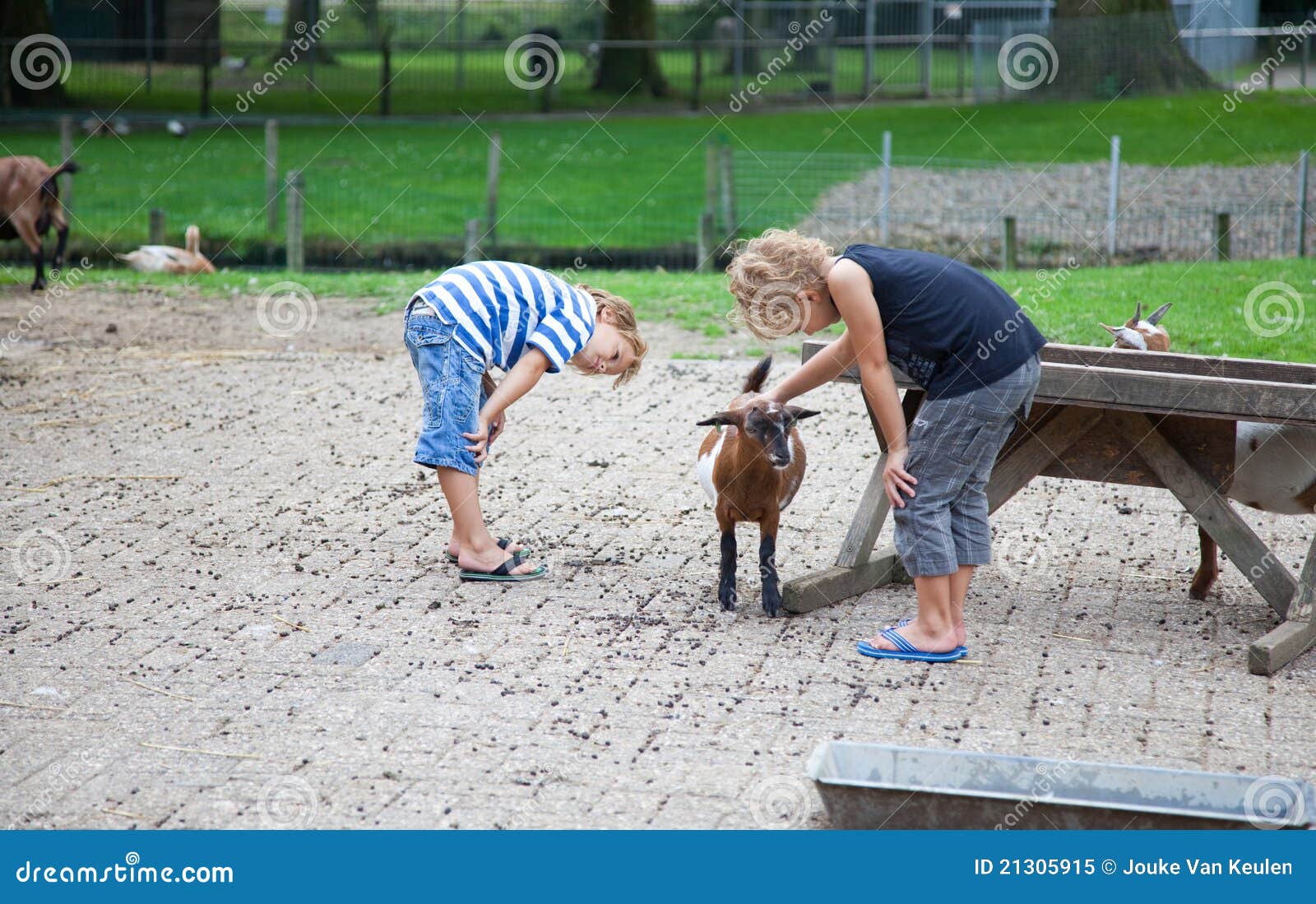 Care for the animals stock image. Image of love, farm - 21305915