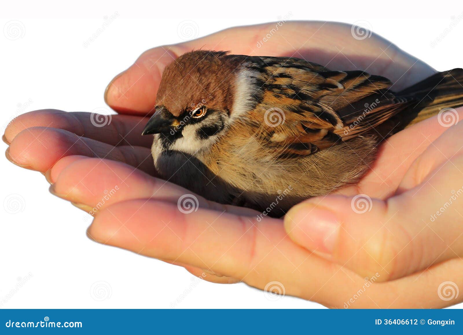 Care for the birds stock photo. Image of environment - 36406612