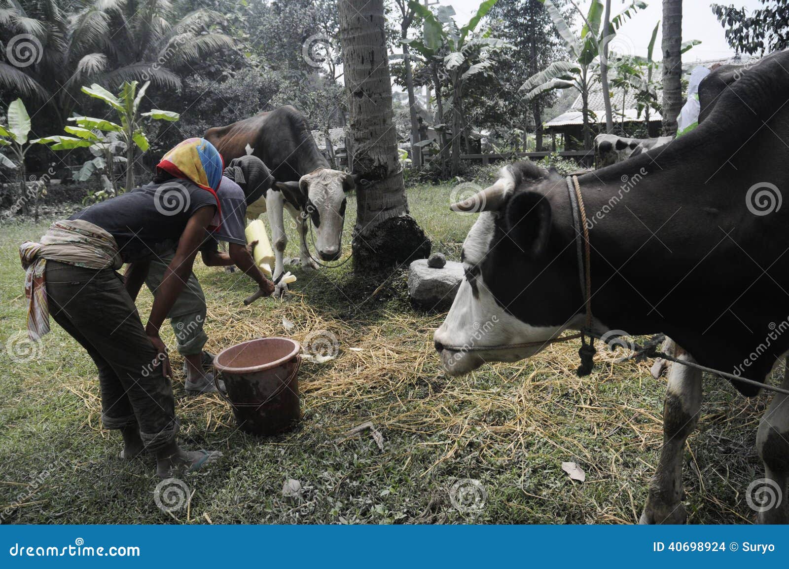 Care the cows editorial stock image. Image of care, merapi - 40698924