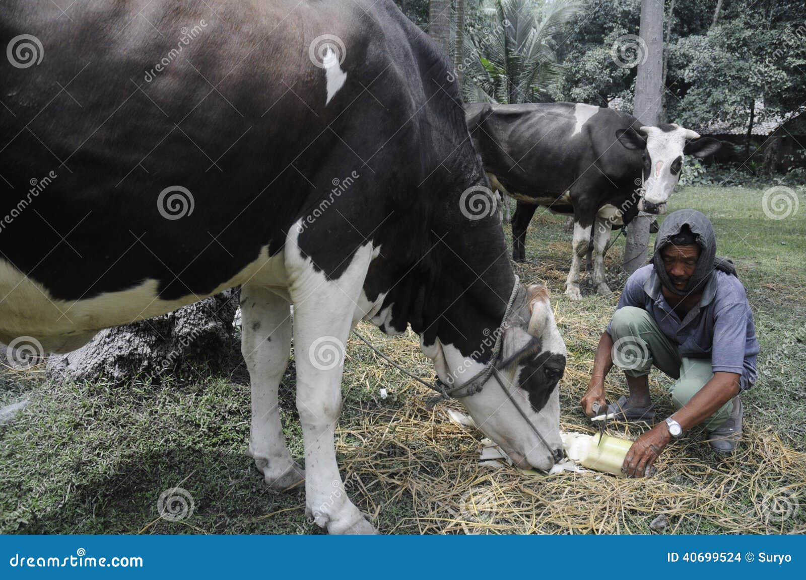 Care the cows editorial stock image. Image of java, cows - 40699524