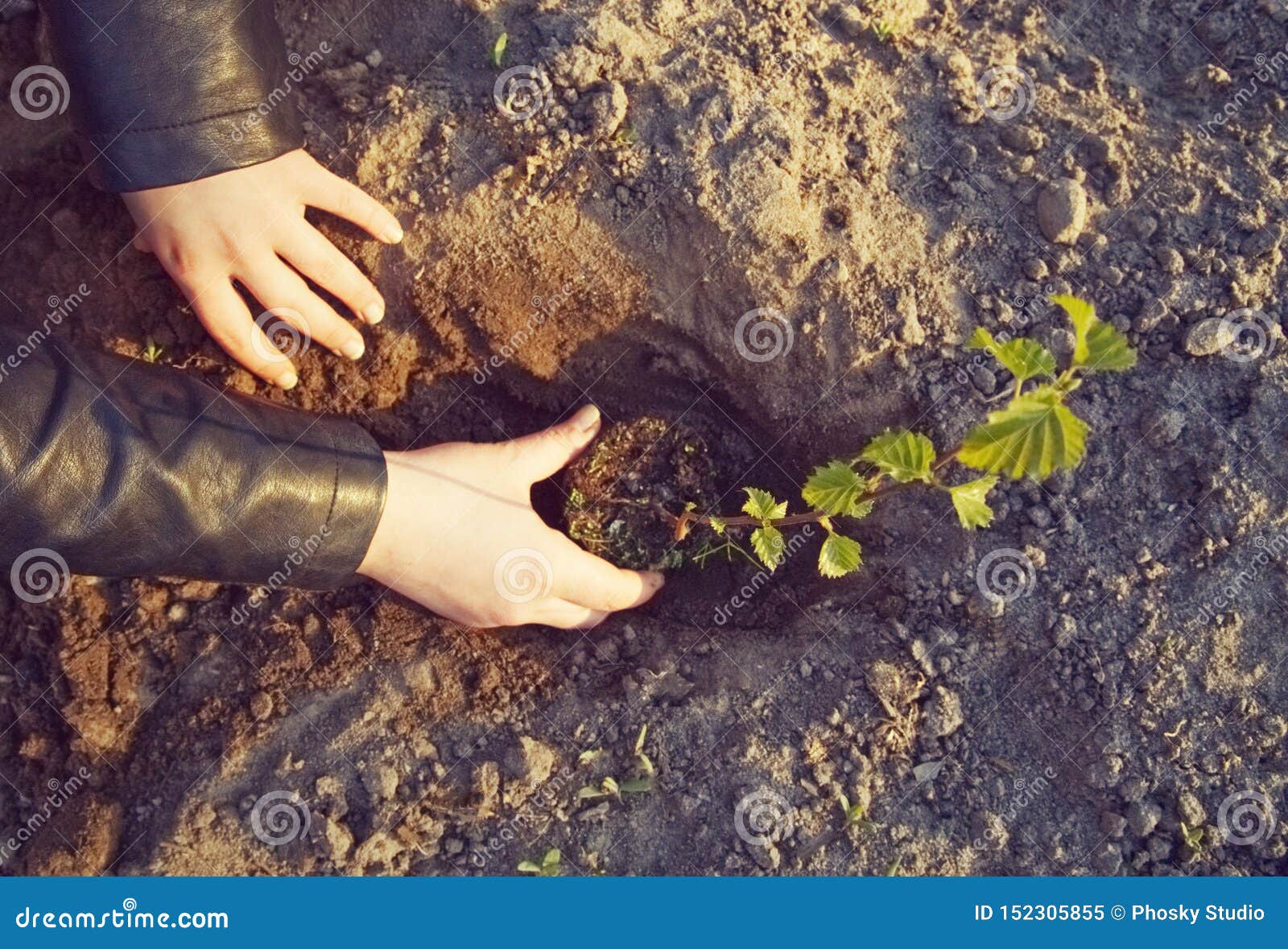 The Girl is Planting a Young Tree. Stock Image - Image of gardening ...
