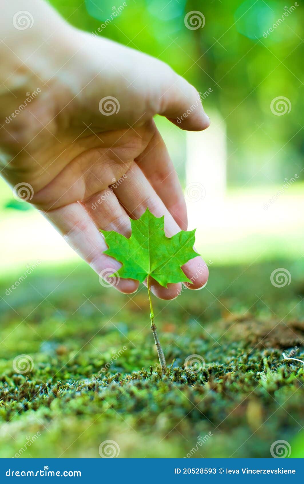Care for nature stock image. Image of green, concept - 20528593