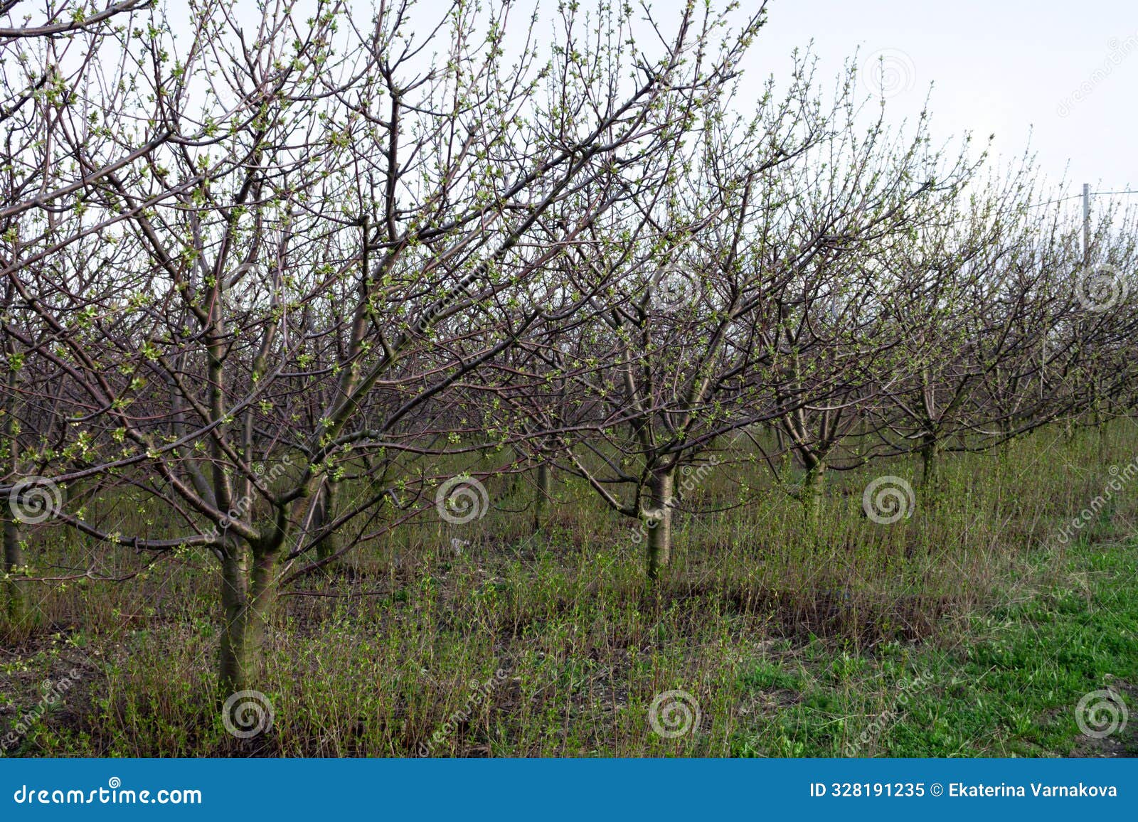 Care and Treatment of Cherry Orchard in the Spring in the Phase of ...