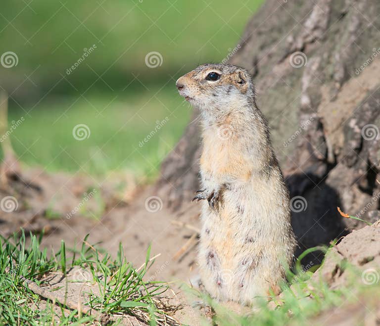 Careful gopher stock photo. Image of paws, animal, marmot - 31206880