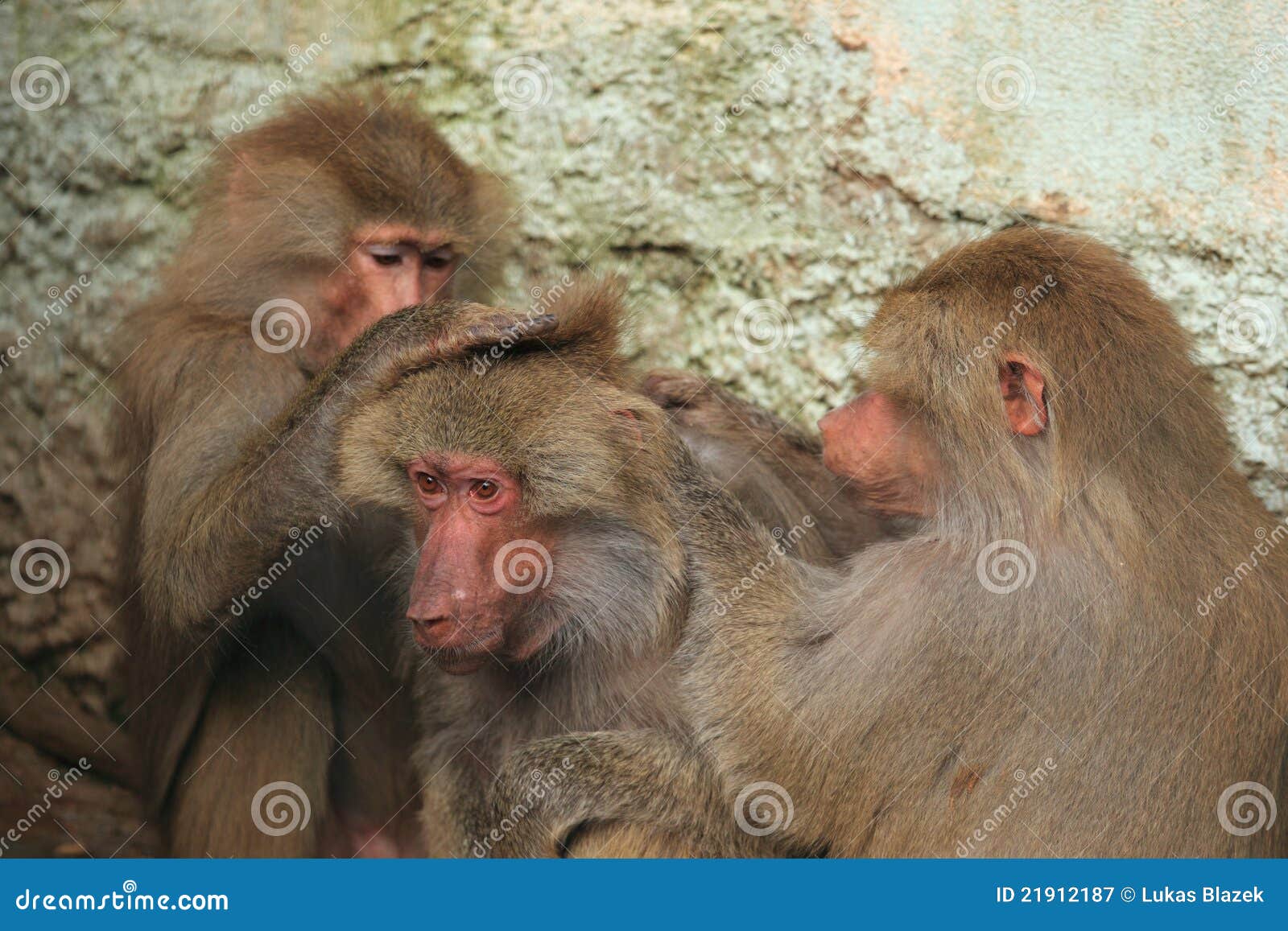 Baboons Stock Image | CartoonDealer.com #37474723