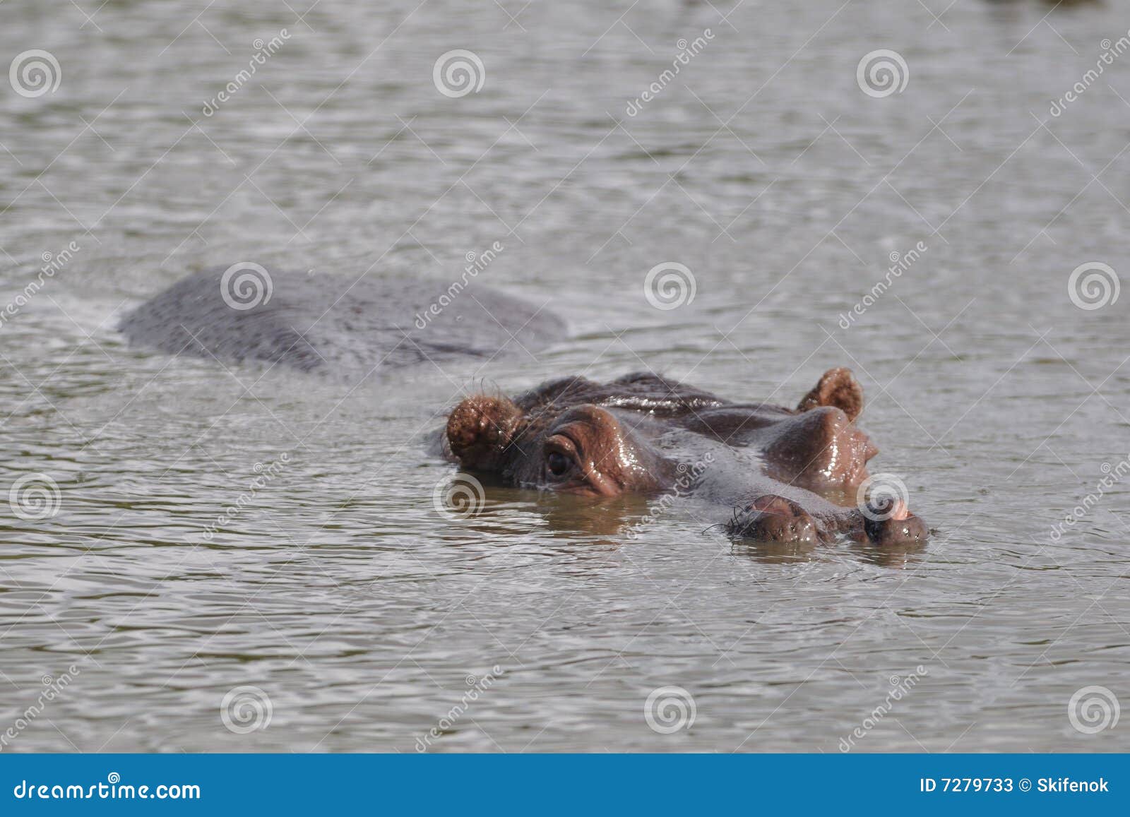 Careful hippo stock image. Image of hippopotamus, travel - 7279733