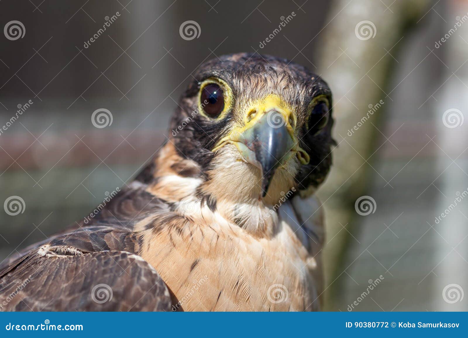 Careful Look of a Hawk Looking for a Possible Prey Stock Photo - Image ...