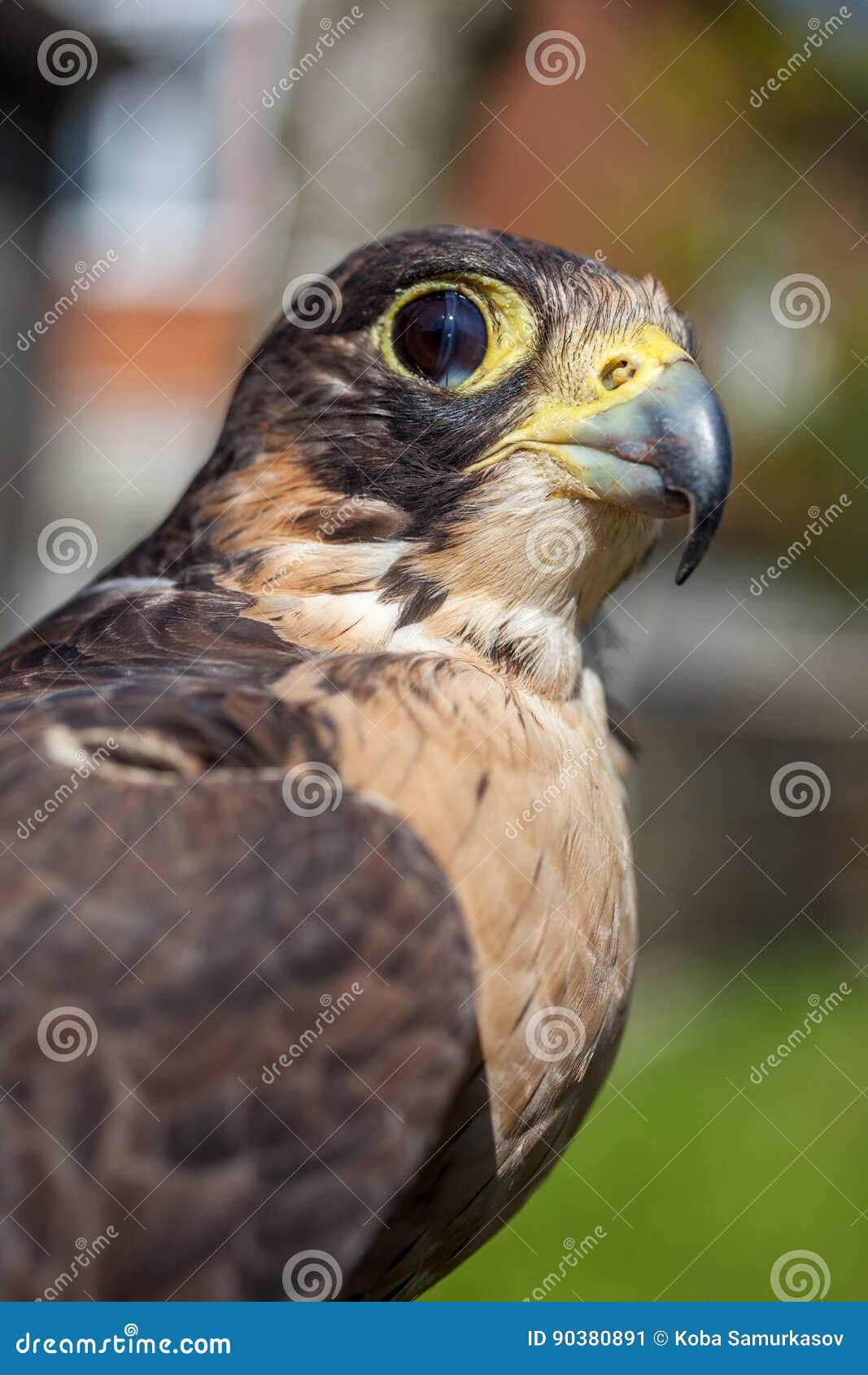Careful Look of a Hawk Looking for a Possible Prey Stock Image - Image ...