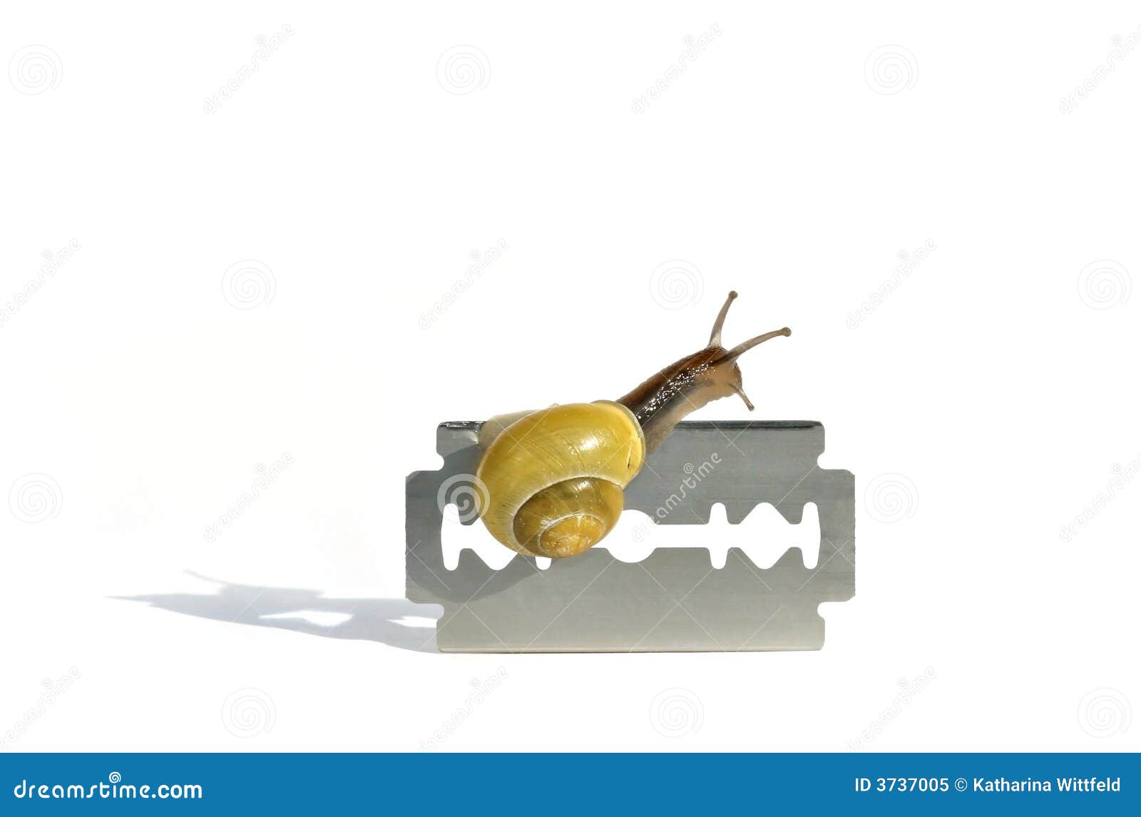 Snail Razor Blade Stock Photos - Free & Royalty-Free Stock Photos from ...