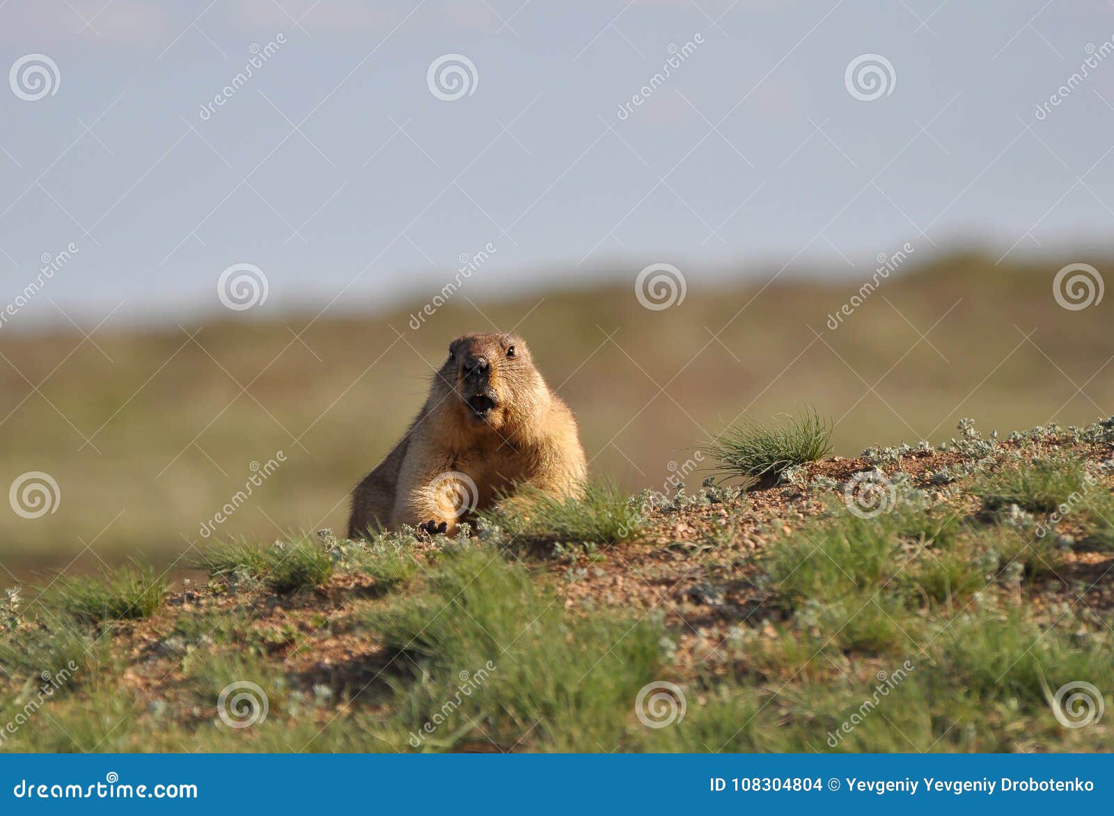 Careful and Very Observant Groundhog. Stock Photo - Image of animal ...