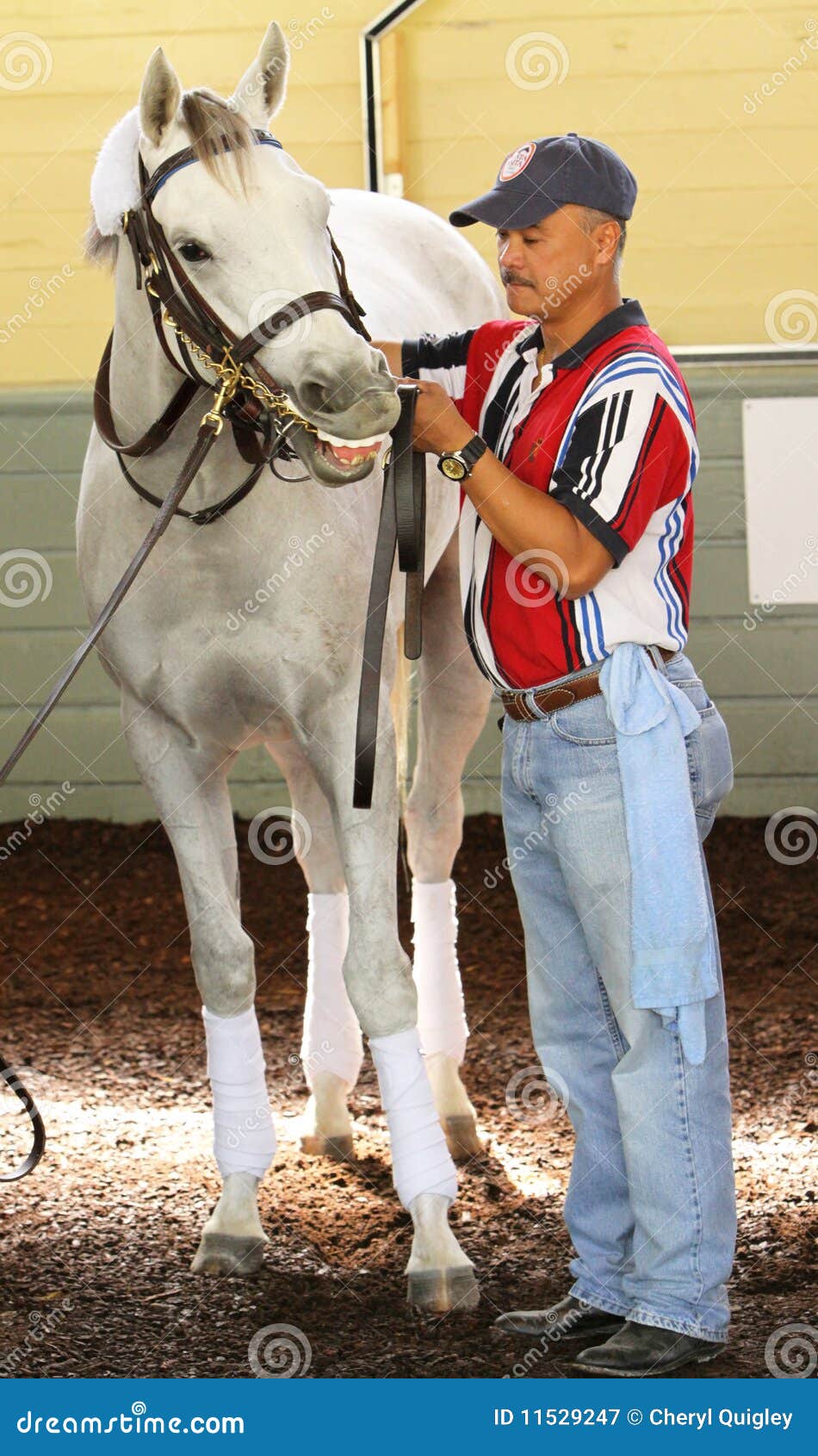 Careless Jewel editorial photography. Image of barn, breeders - 11529247