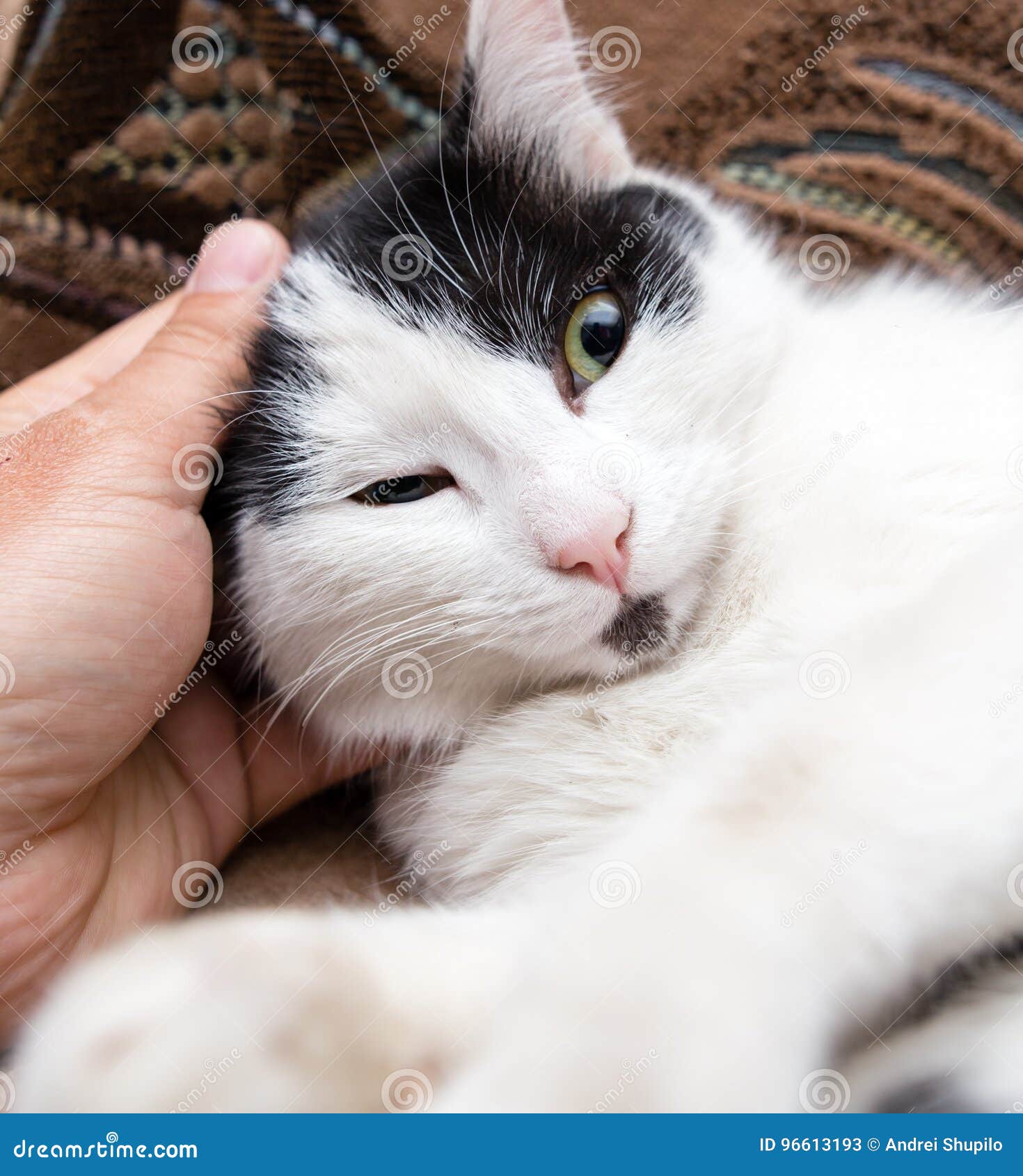 Caress the Cat with Her Hand on the Couch Stock Image - Image of home ...