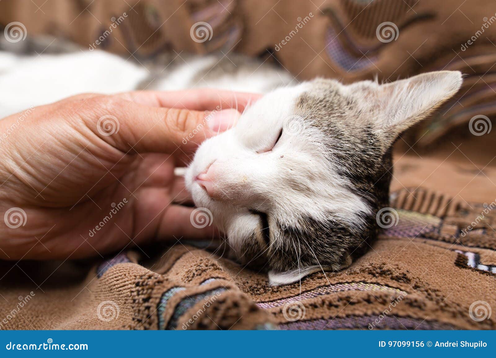 Caress the Cat with Her Hand on the Couch Stock Photo - Image of ...