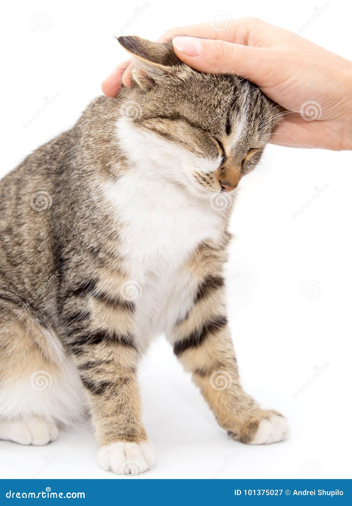Caress a Cat on a White Background Stock Image - Image of friendly ...