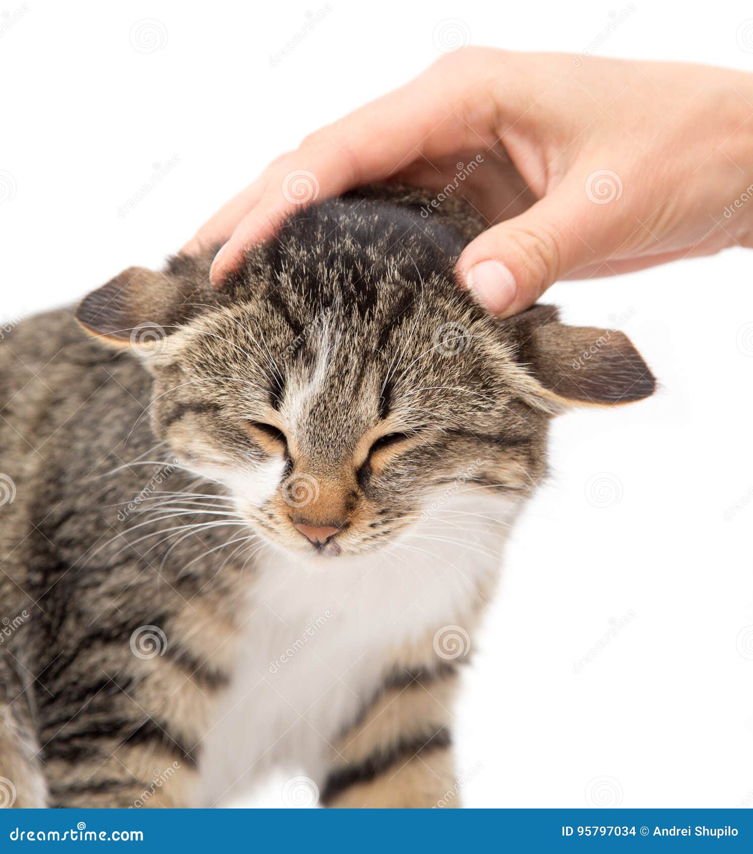 Caress a Cat on a White Background Stock Photo - Image of isolated ...