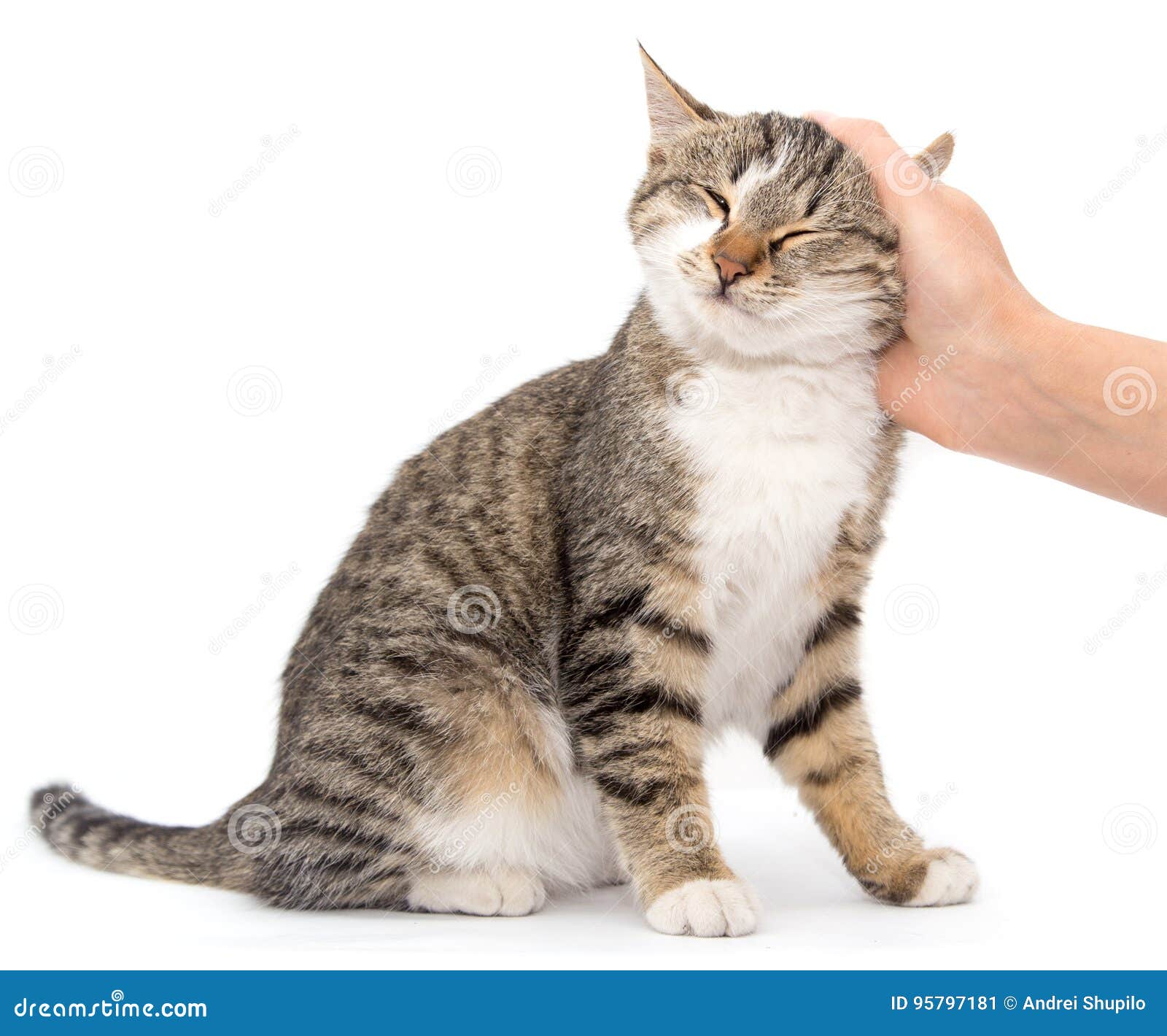 Caress a Cat on a White Background Stock Image - Image of funny ...