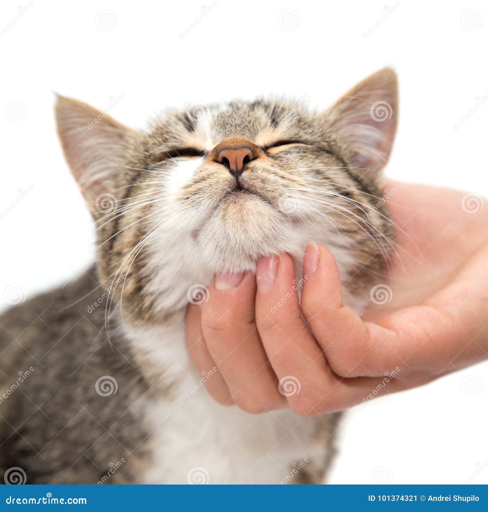 Caress a Cat on a White Background Stock Image - Image of isolated ...