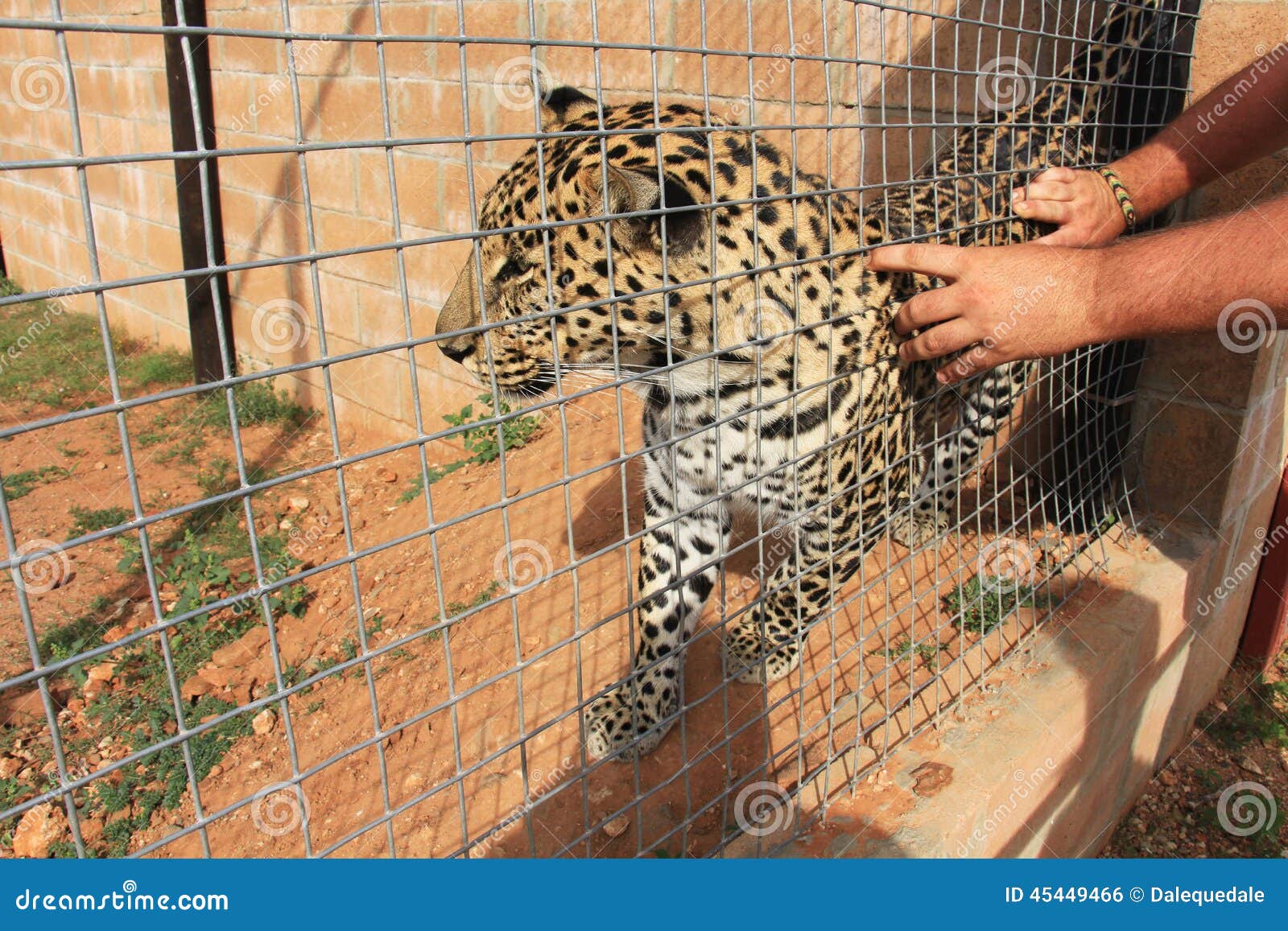 Caressing a Leopard in a Cage Editorial Photo - Image of african, hands ...