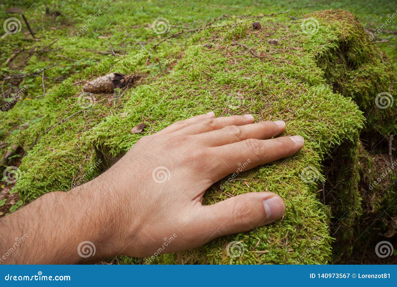 Caressing a Surface of Green Moss with an Hand Inside the Forest Stock ...