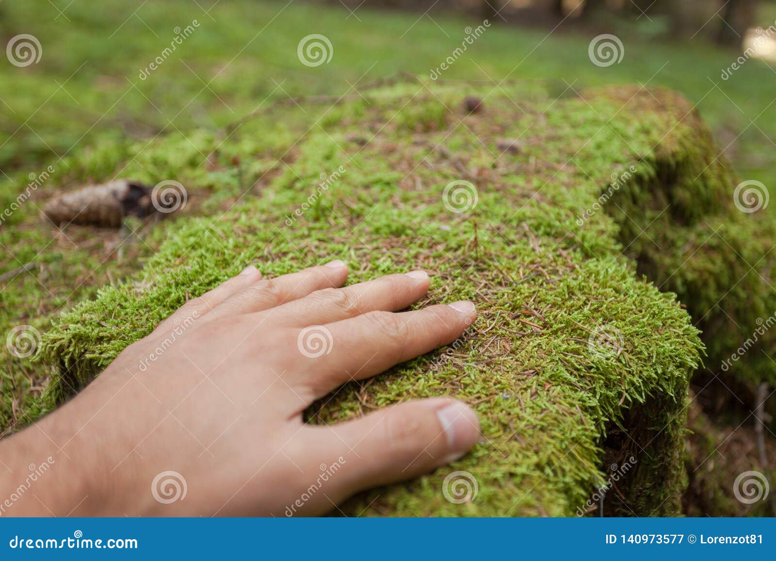 Caressing a Surface of Green Moss with an Hand Inside the Forest Stock ...