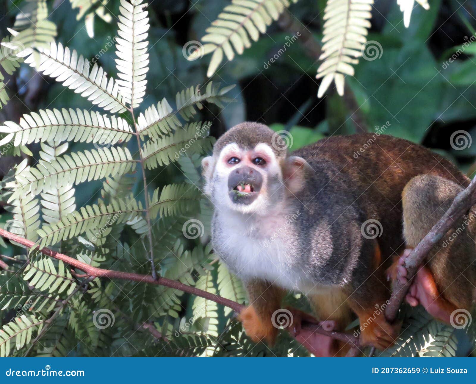 The monkey grimace stock image. Image of exotic, equilibrium - 207362659