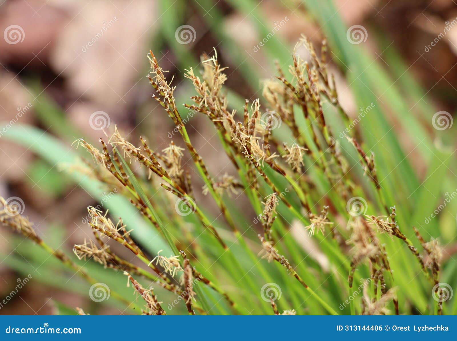 Carex Digitata Grows in the Forest Stock Photo - Image of carex, soft ...