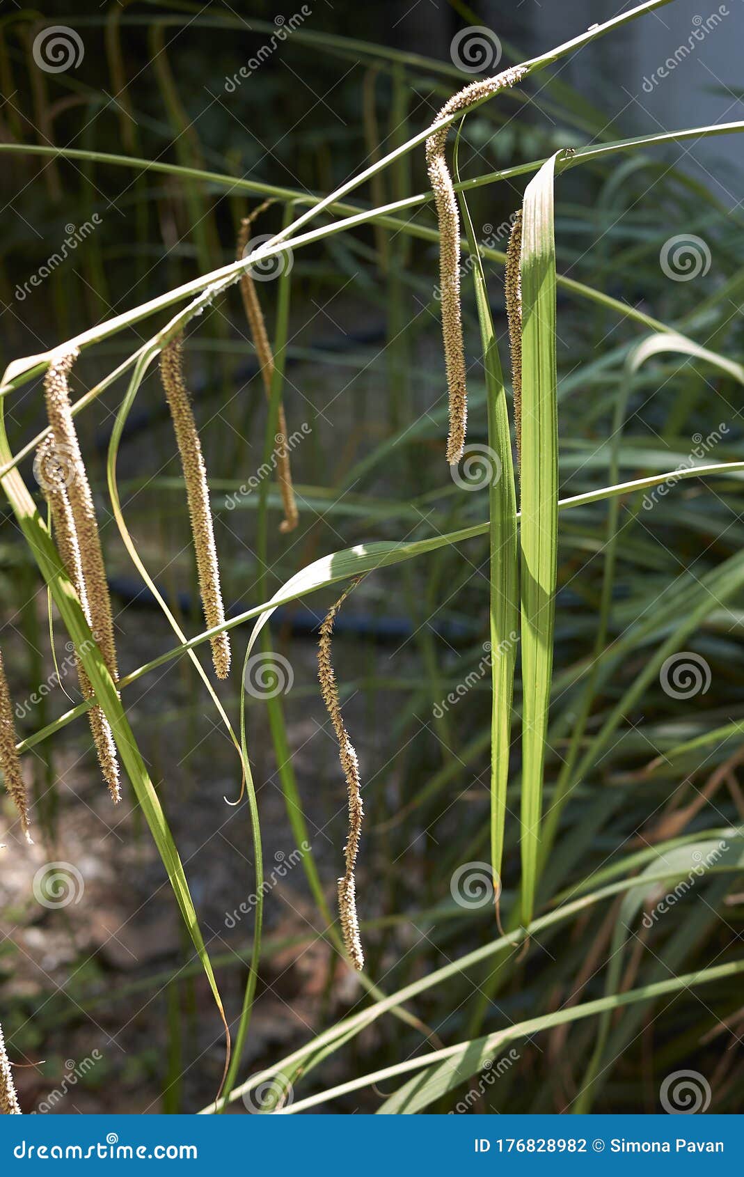 Carex Pendula Pendulous Sedge Also Known As Hanging, Drooping Royalty ...