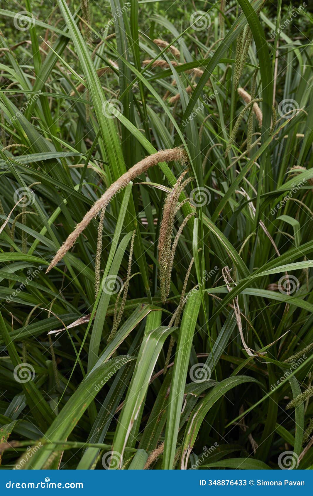 Carex Pendula Pendulous Sedge Also Known As Hanging, Drooping Royalty ...
