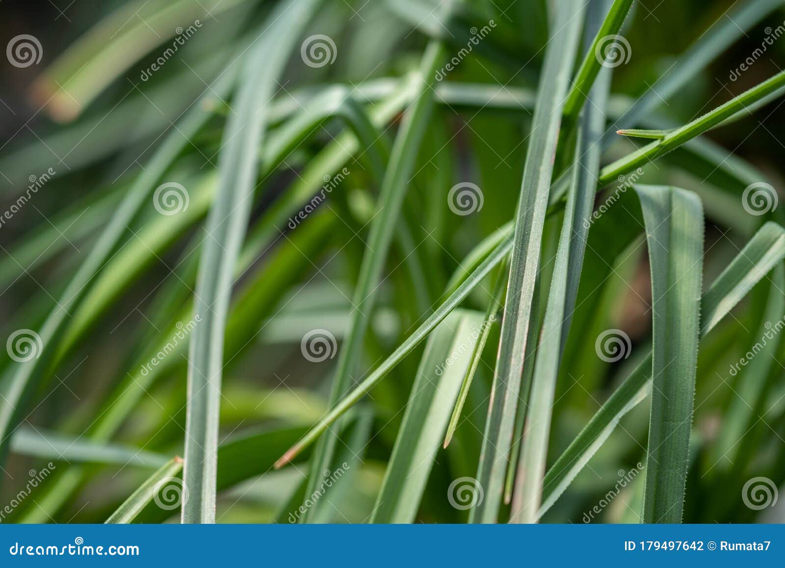 Carex Pendula Pendulous Sedge Also Known As Hanging, Drooping Stock ...