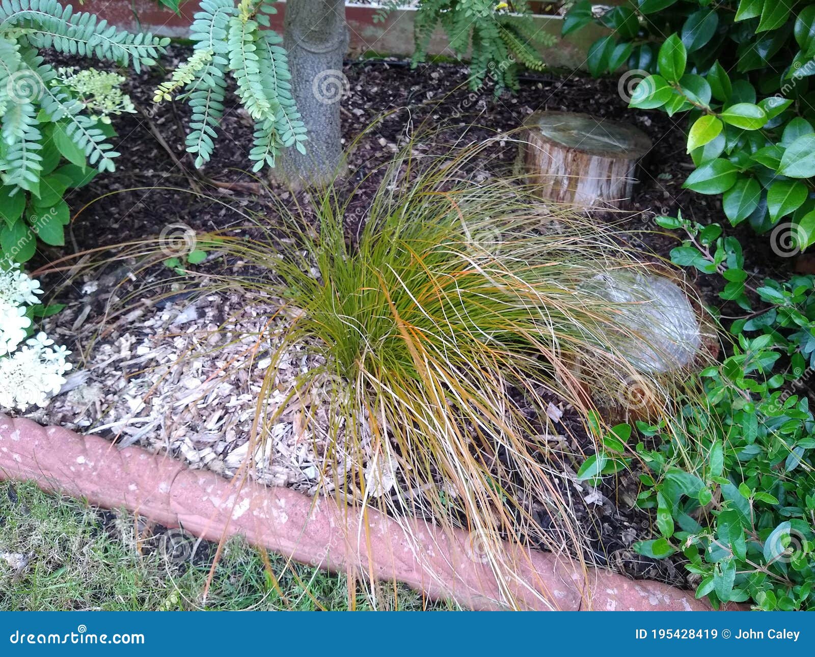 Carex testacea stock image. Image of specimen, sedge - 195428419