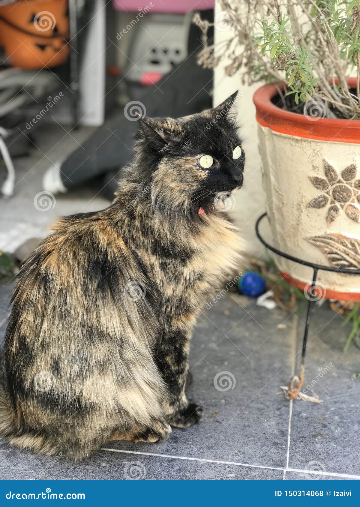 Carey cat stock photo. Image of feline, carey, sunny - 150314068