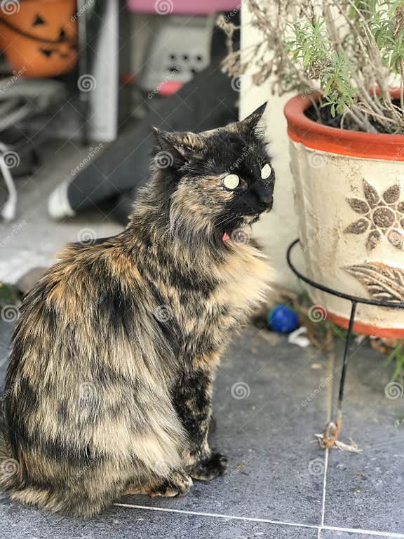 Carey cat stock photo. Image of feline, carey, sunny - 150314068