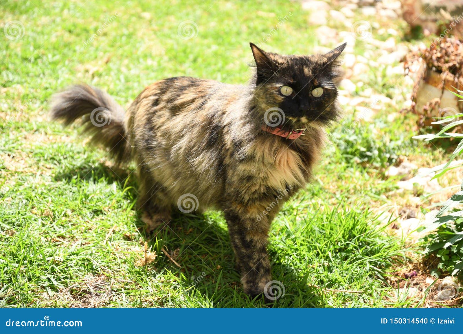 Carey cat stock photo. Image of nature, feline, light - 150314540