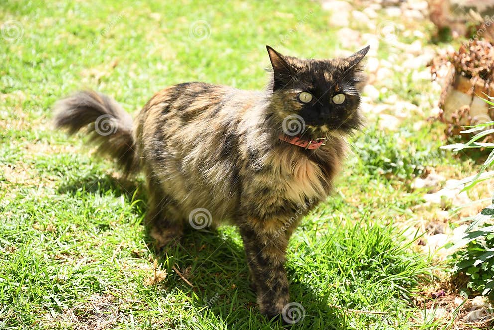 Carey cat stock photo. Image of nature, feline, light - 150314540