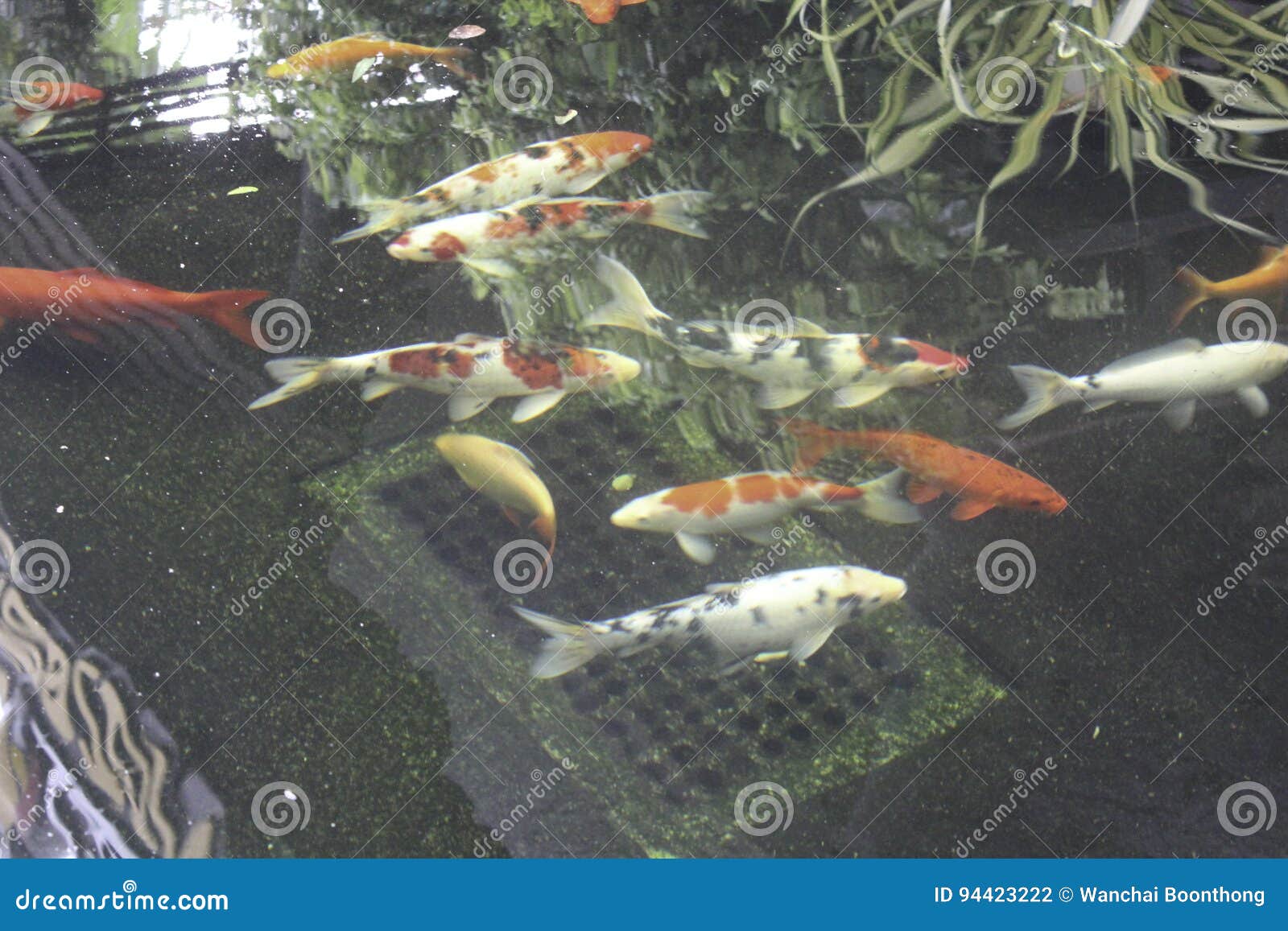 Carf fish stock photo. Image of food, fish, maneuver - 94423222