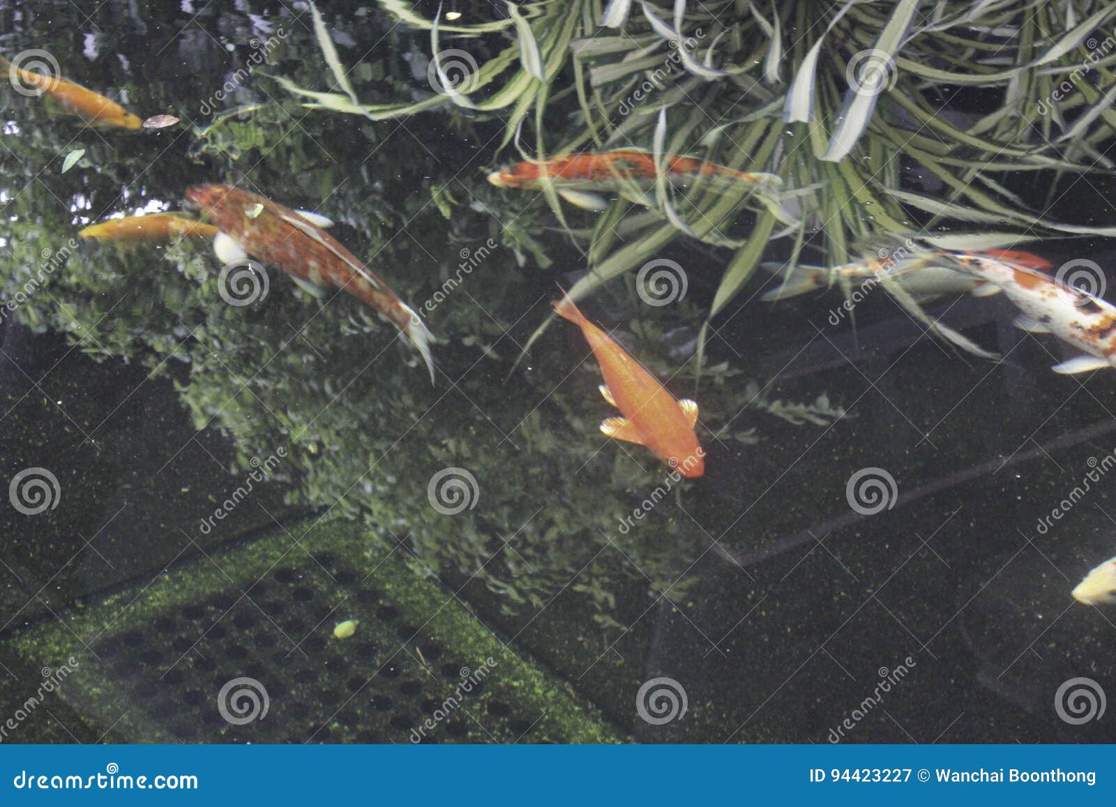 Carf fish stock image. Image of plants, competition, circus - 94423227