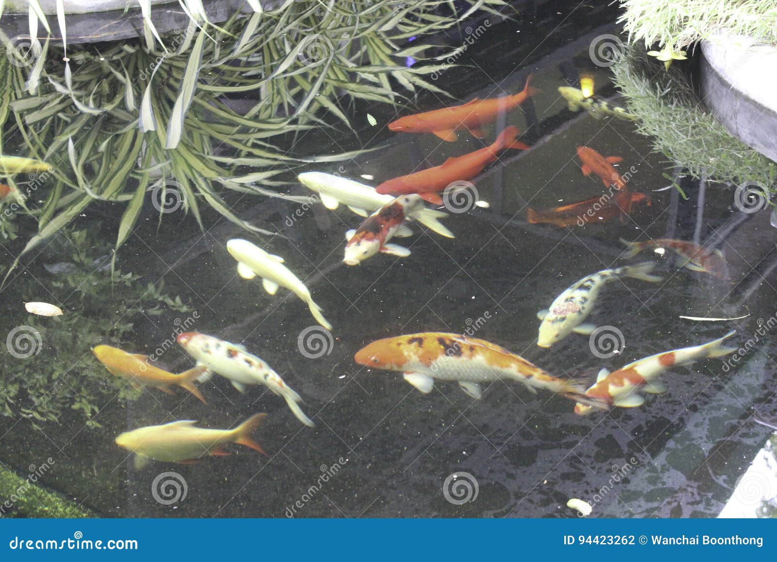 Carf fish stock photo. Image of maneuver, colorful, water - 94423262