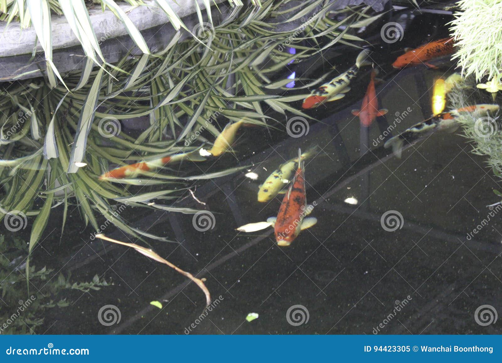 Carf fish stock image. Image of maneuver, competition - 94423305